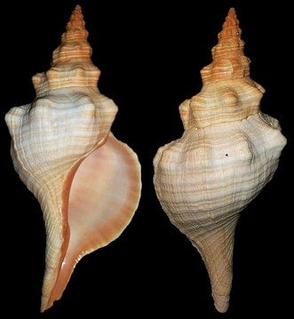horse conch shells
