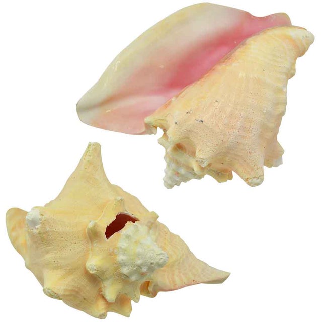 conch shell size
