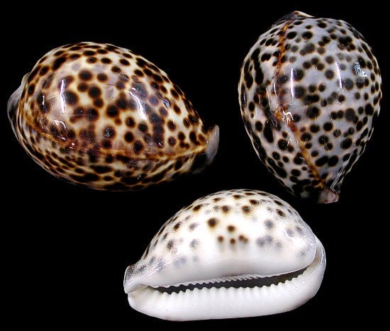 cypraea tigris shell