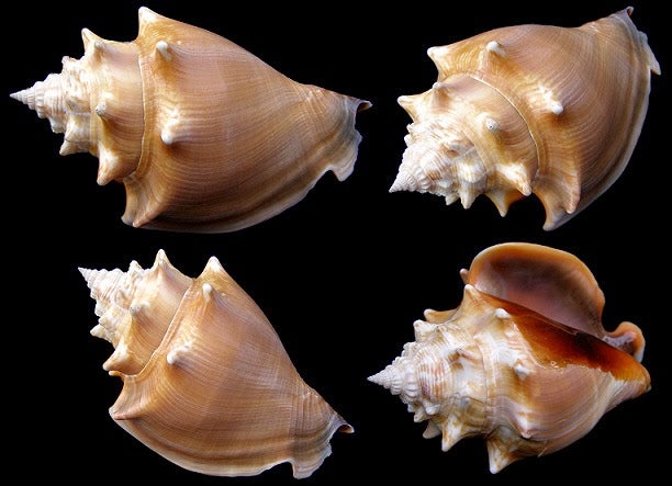 Florida Fighting Conch Shell | Sea Shell City