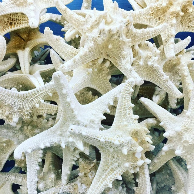 Sea Shells | Sea Shell City