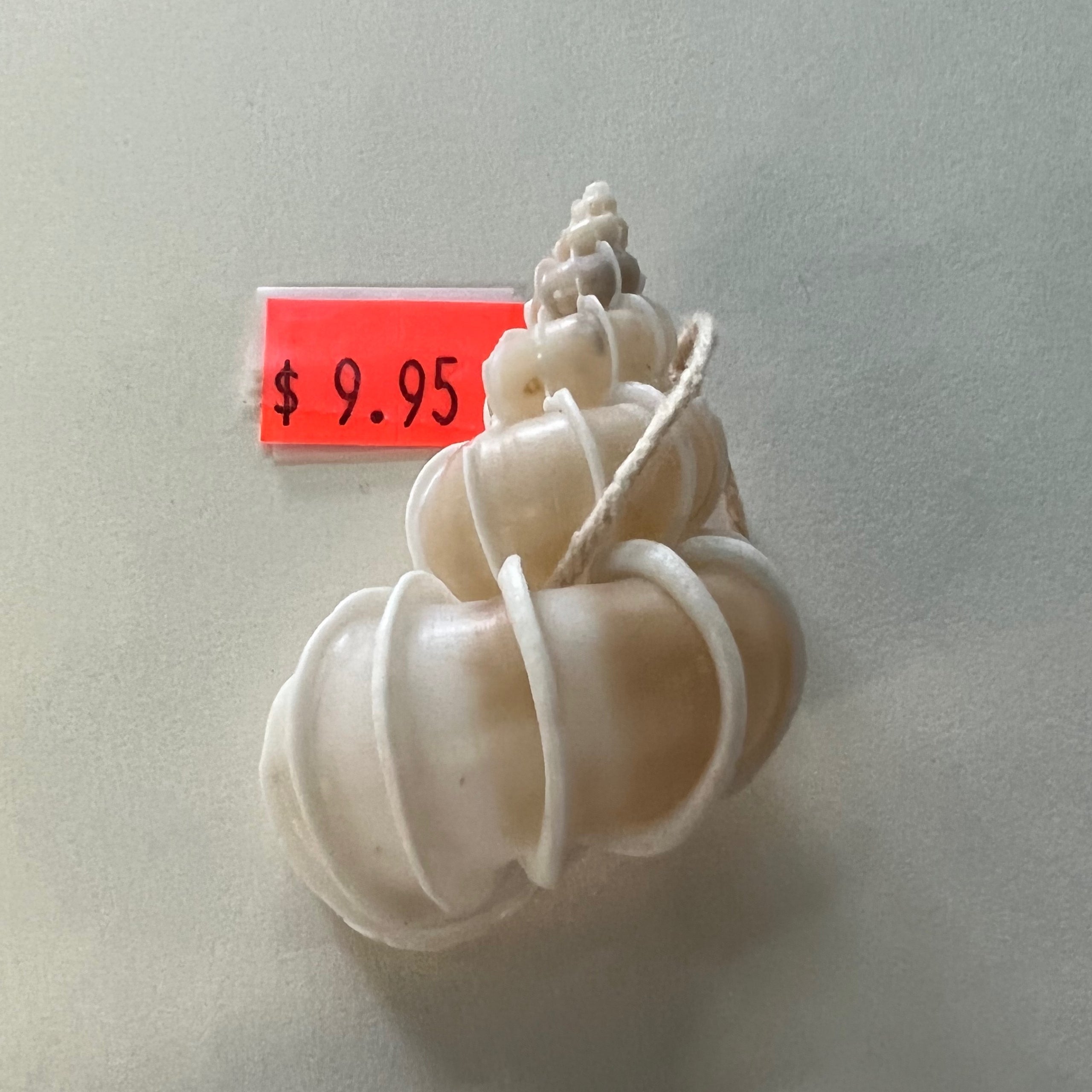 Precious Wentletrap (Epitonium scalare) | Sea Shell City