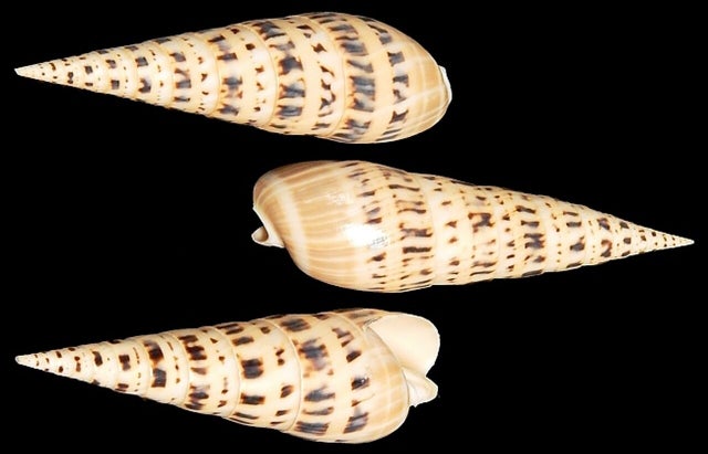 Sea Shells | Sea Shell City