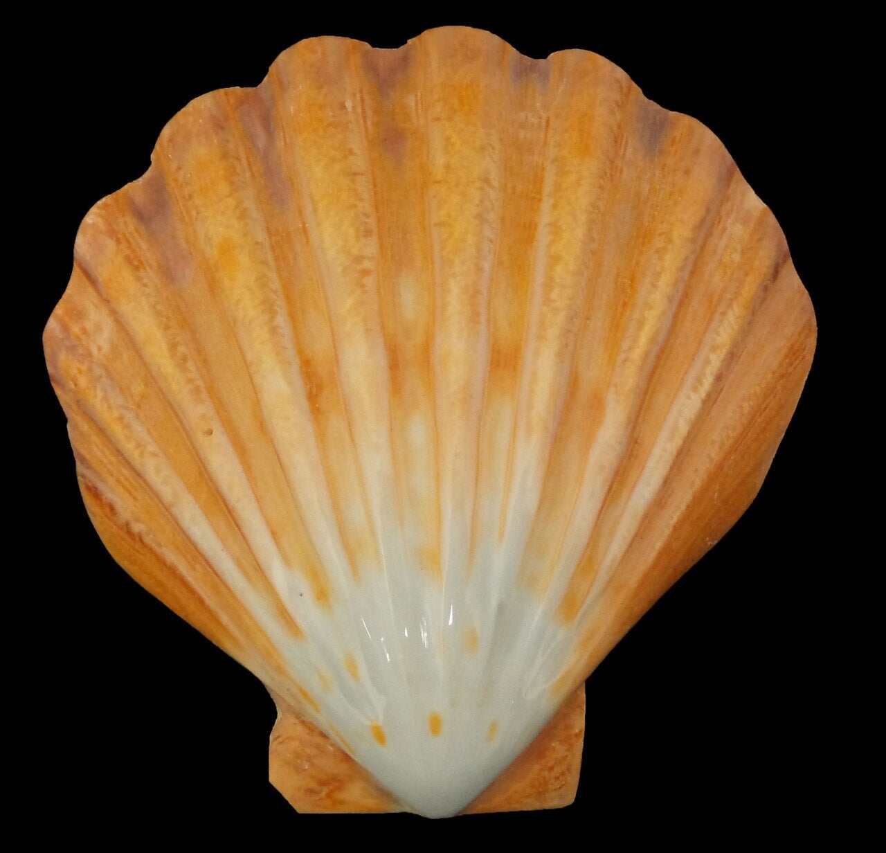 Polished lions Paw Shell | Sea Shell City