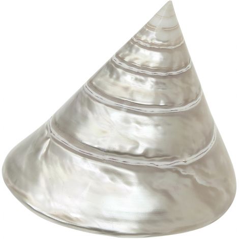 Large Pearled Trochus Shell | Sea Shell City