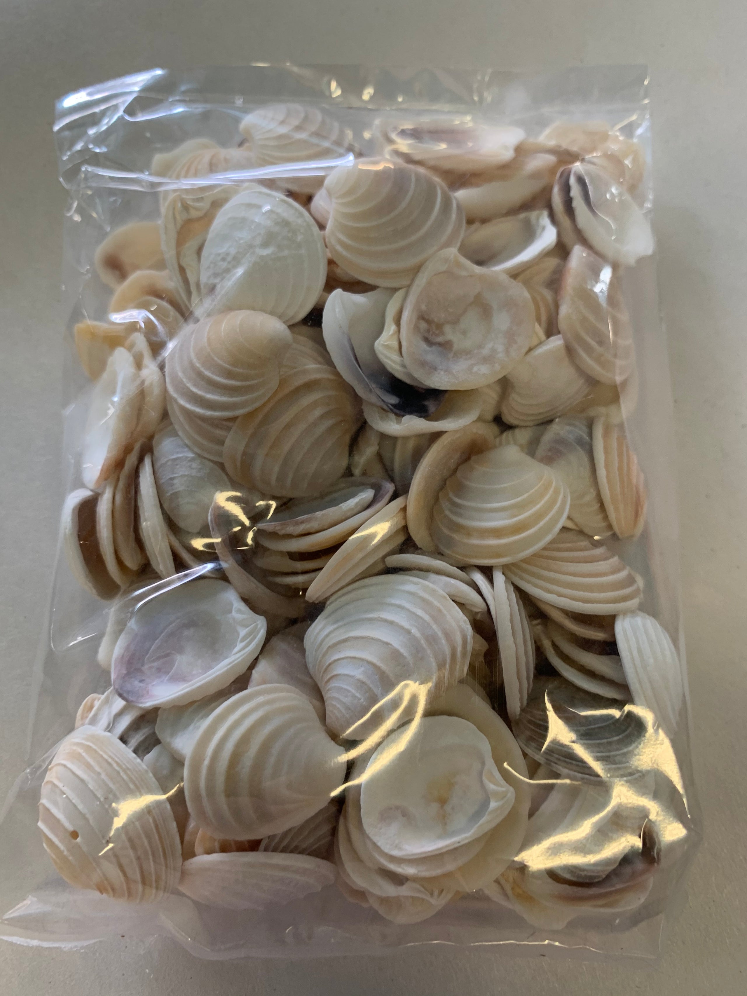 Imperial Venus Clam Shells | Sea Shell City